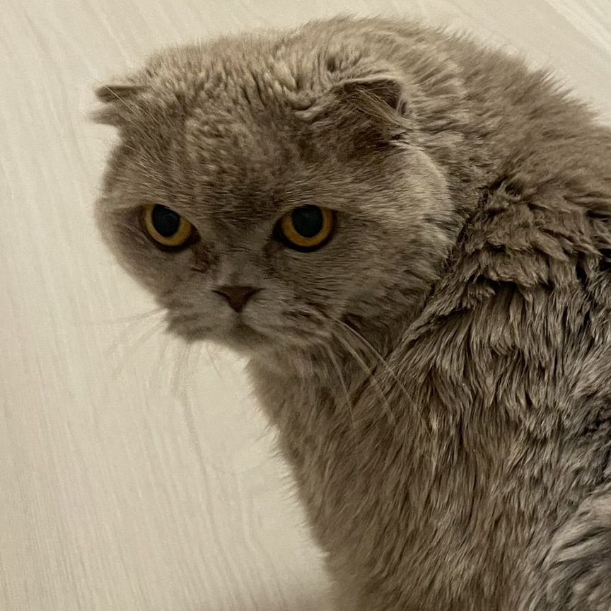 Шотландская вислоухая короткошёрстная, взрослая кошка
