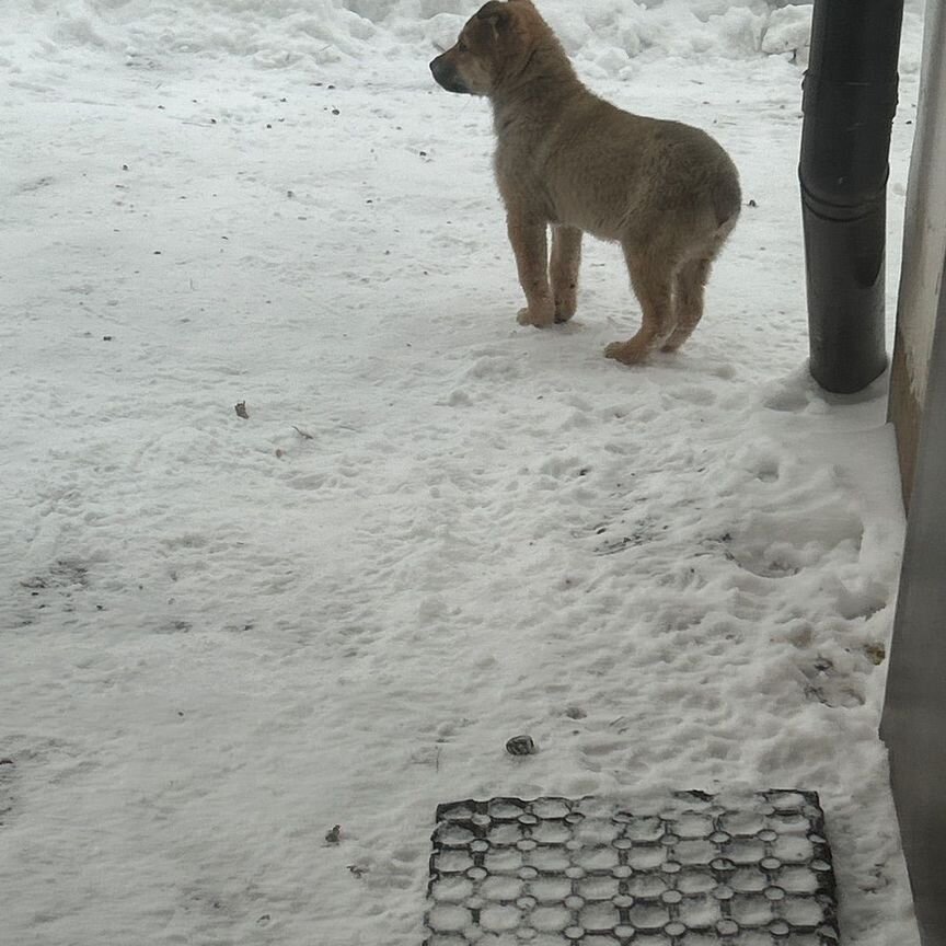 Щенок в добрые руки