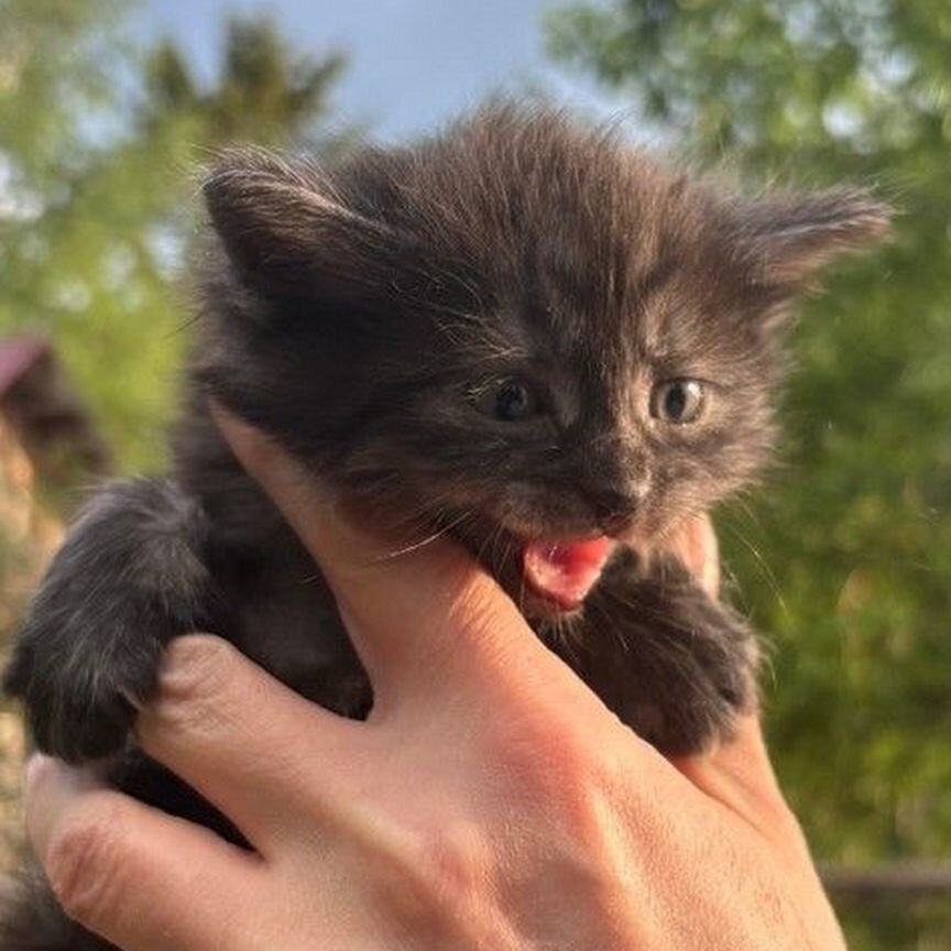 Котёнок в добрые руки