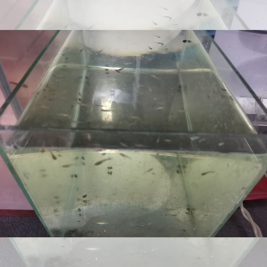 Мальки гуппи