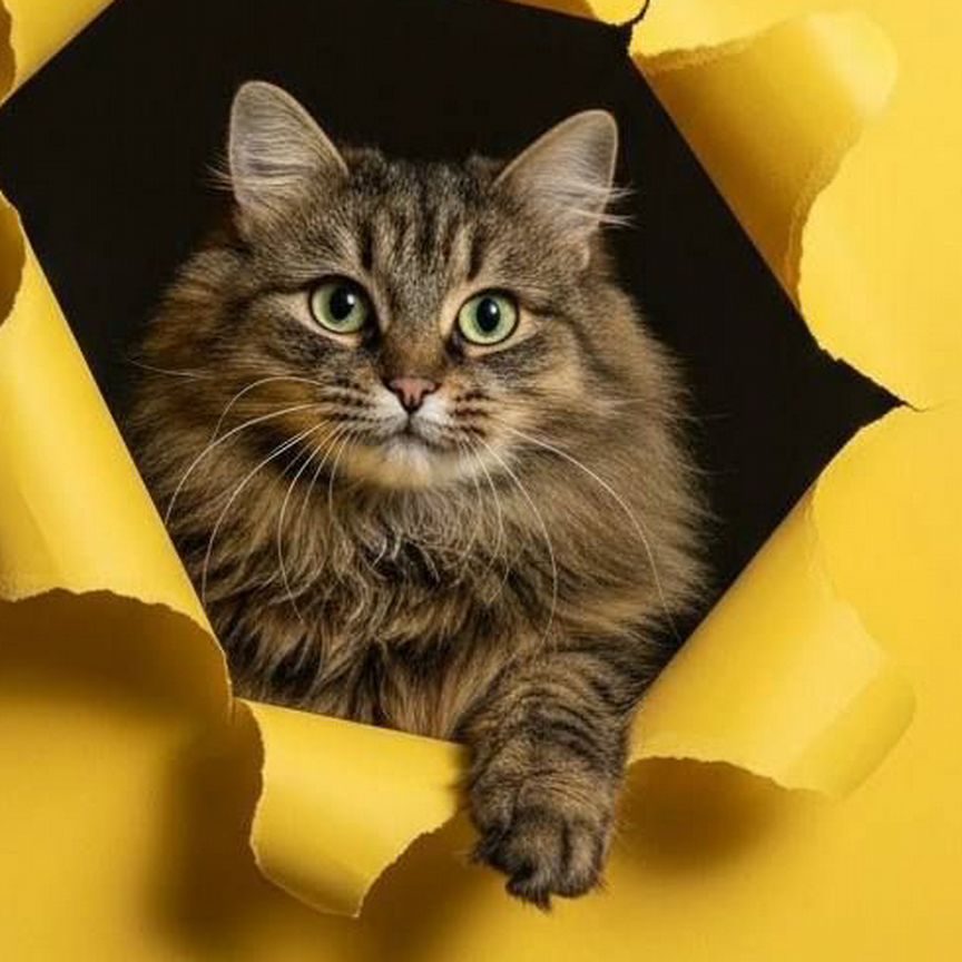 Взрослая кошка в добрые руки