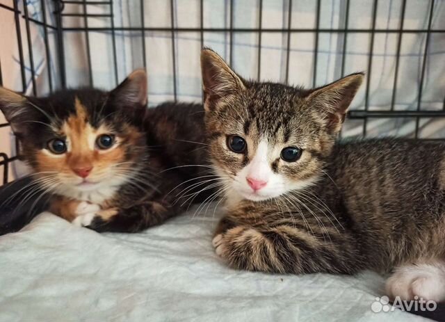 Крохи ищут дом