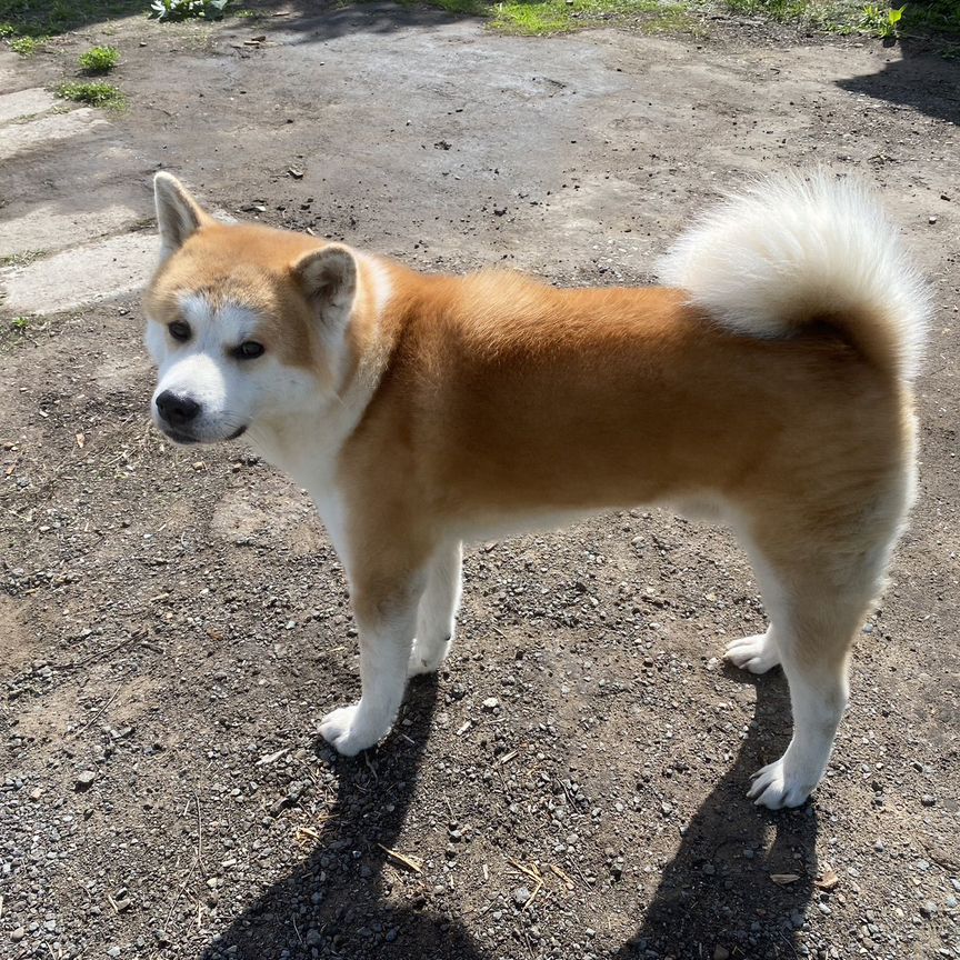 Акита Ину ищет невесту