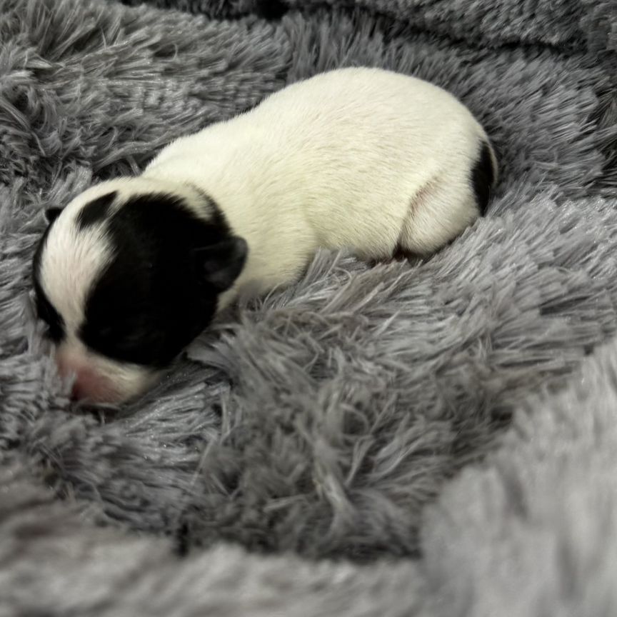 Чихуахуа, щенок