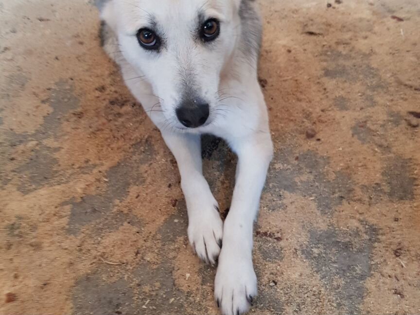 Несколько дней на пристрой