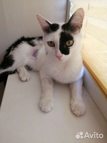 Кошечка в добрые руки