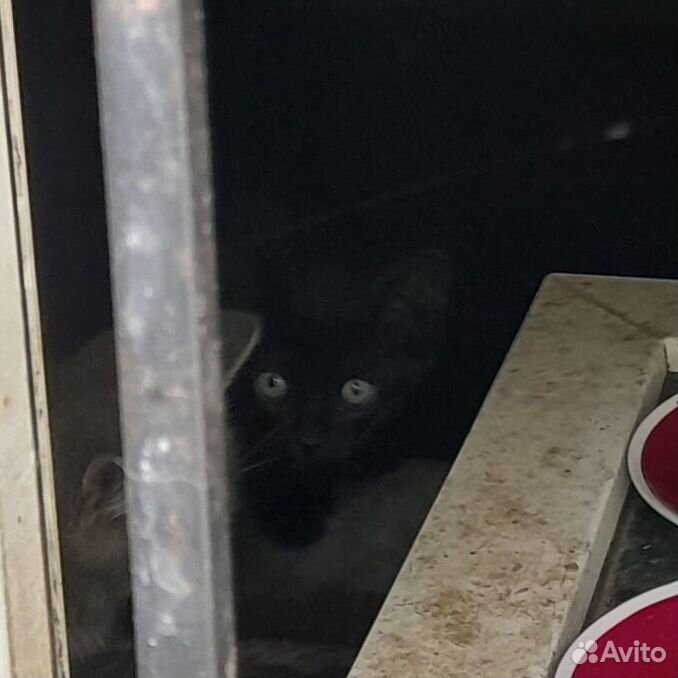 Черный котенок погибнет