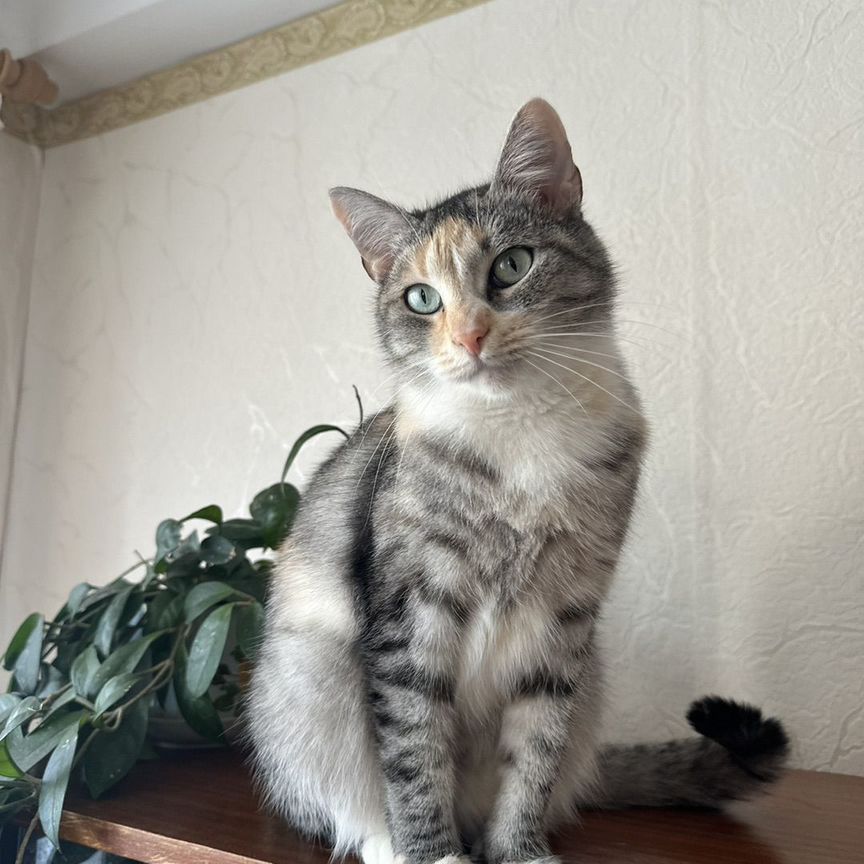 Кошечка Лиза