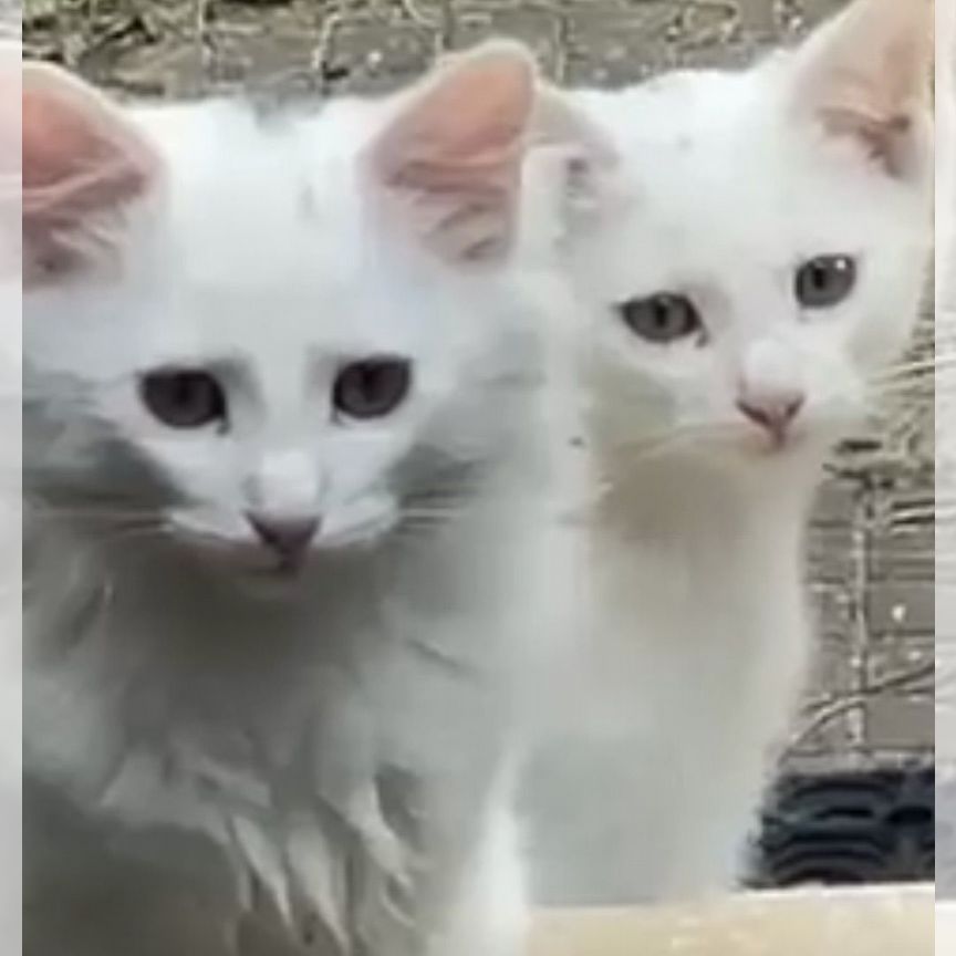Котята