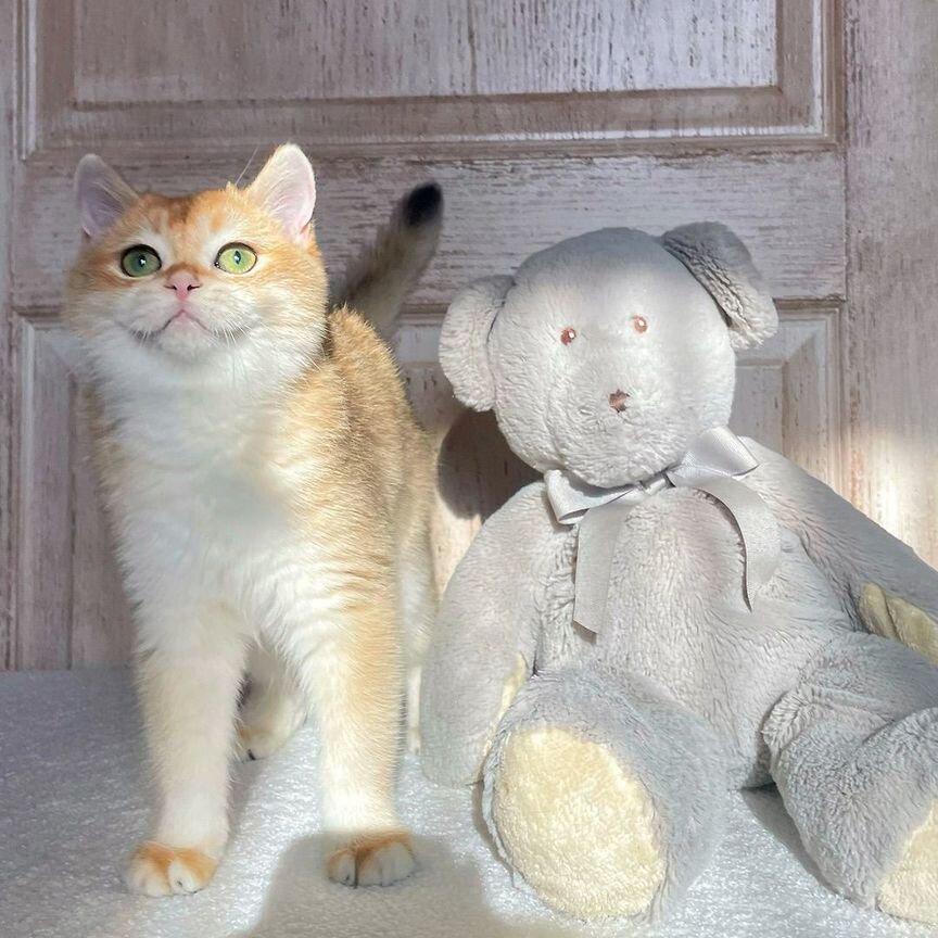 Клубная золотая шиншилла девочка