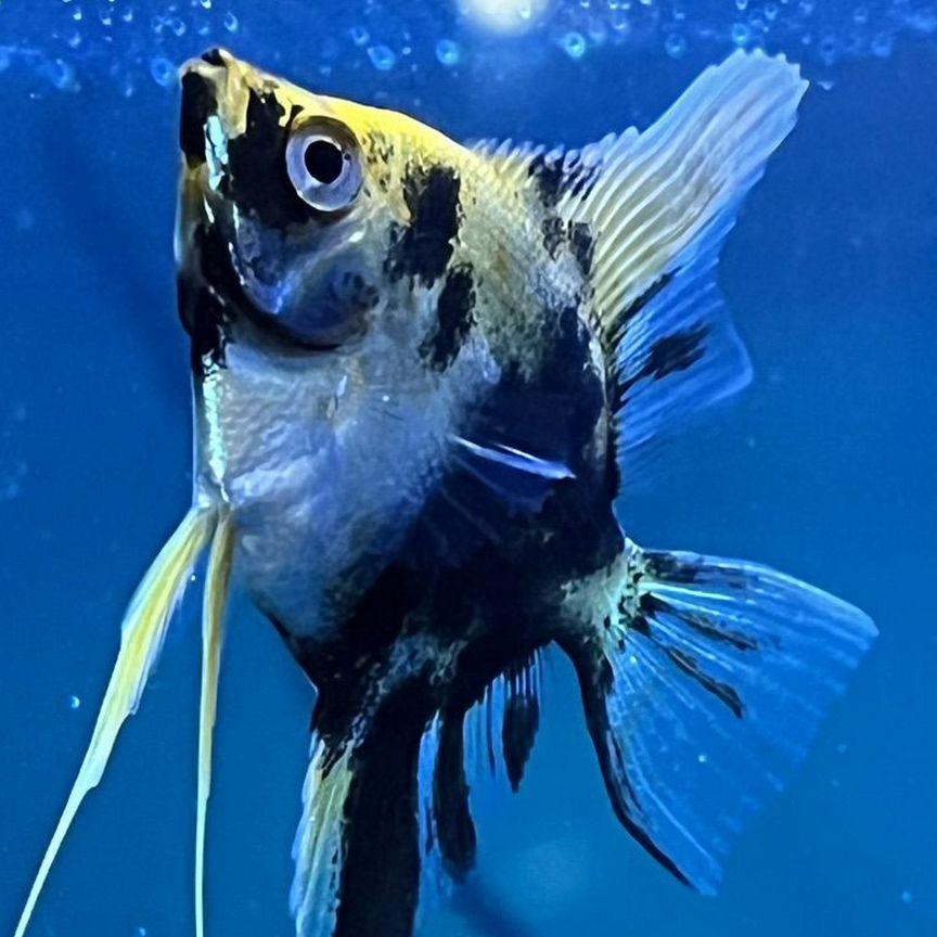 Заберу ваших рыб