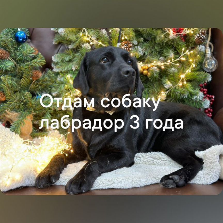 Отдам собаку в добрые руки