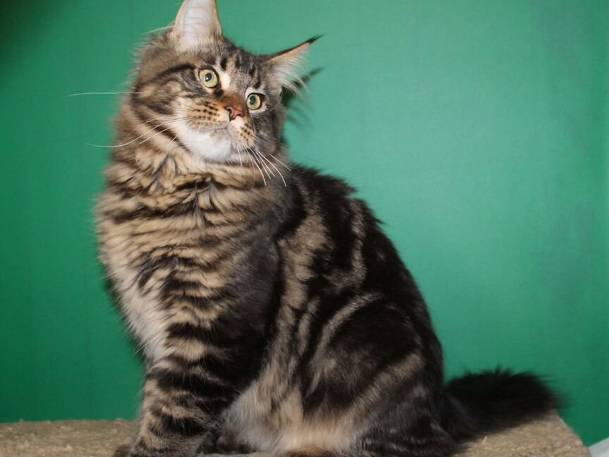 Мейн-кун котики 5 месяцев