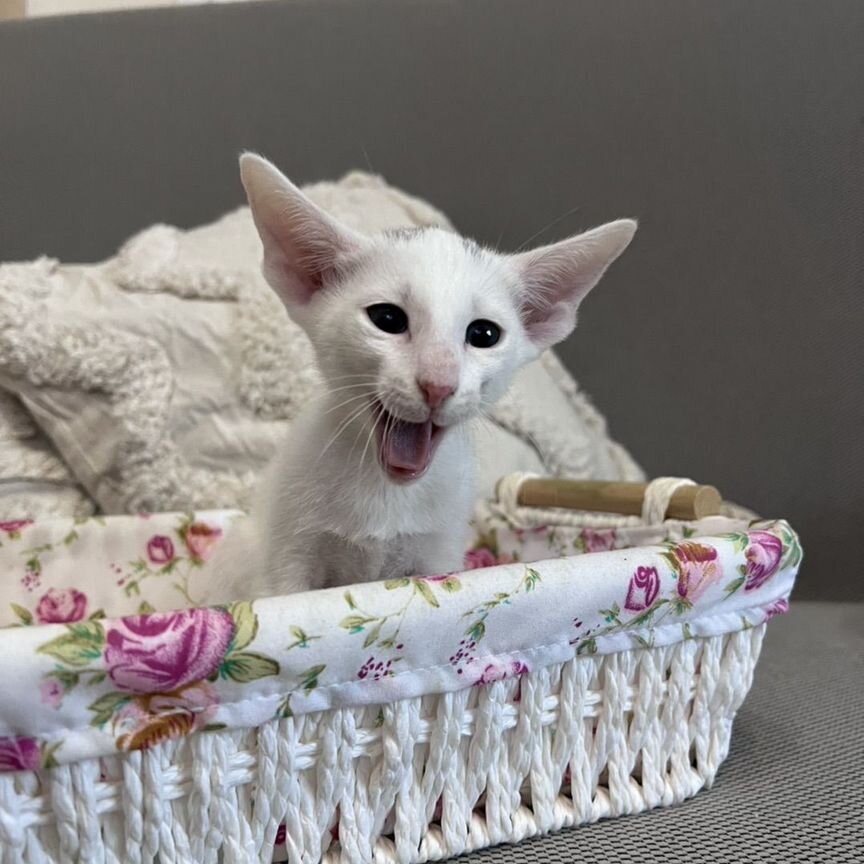 Ориентальные котята