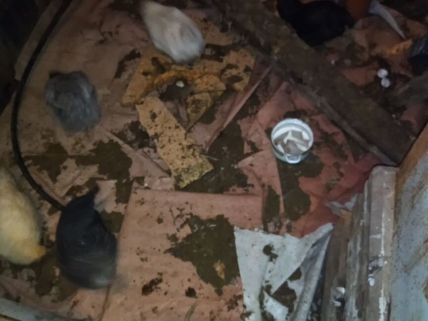 Курицы несушки домашние 5 шт.всех вместе