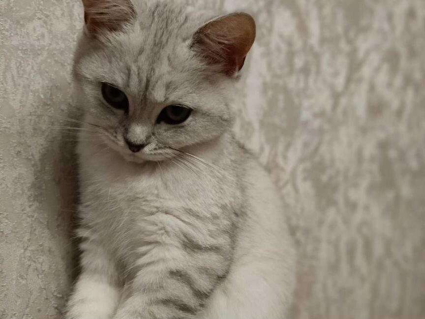 Кошки породистые