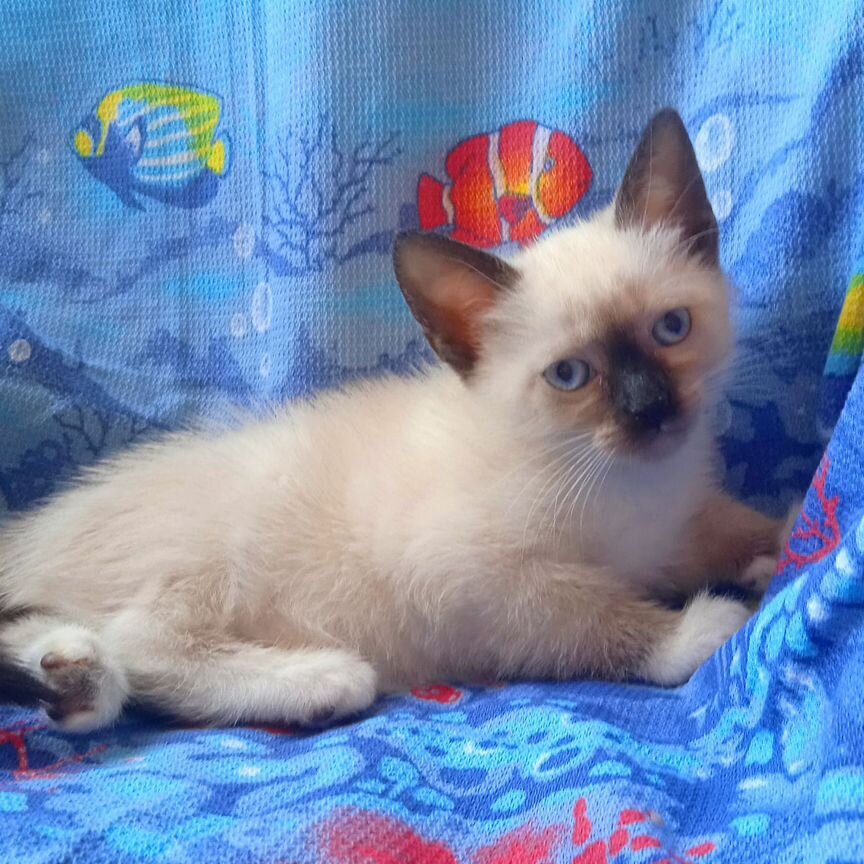 Тайские котята