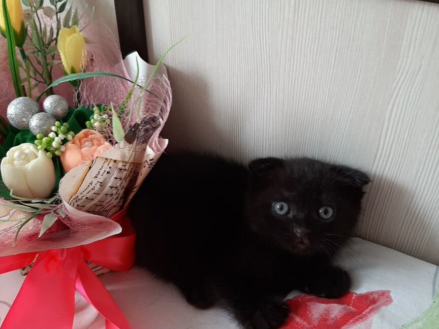 Бритули 1,5мес