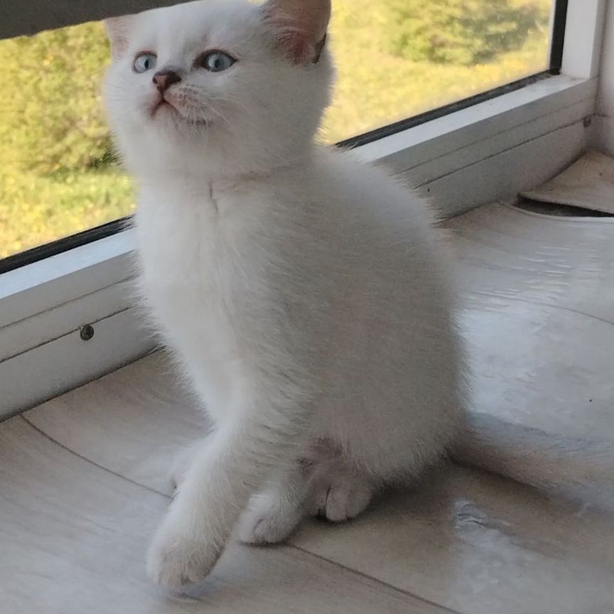Шотландский прямоухий короткошёрстный котёнок