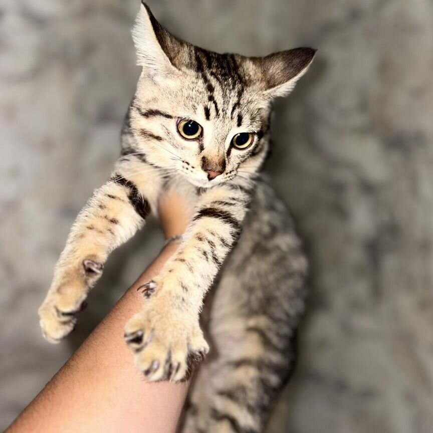 Отдам котенка в добрые руки