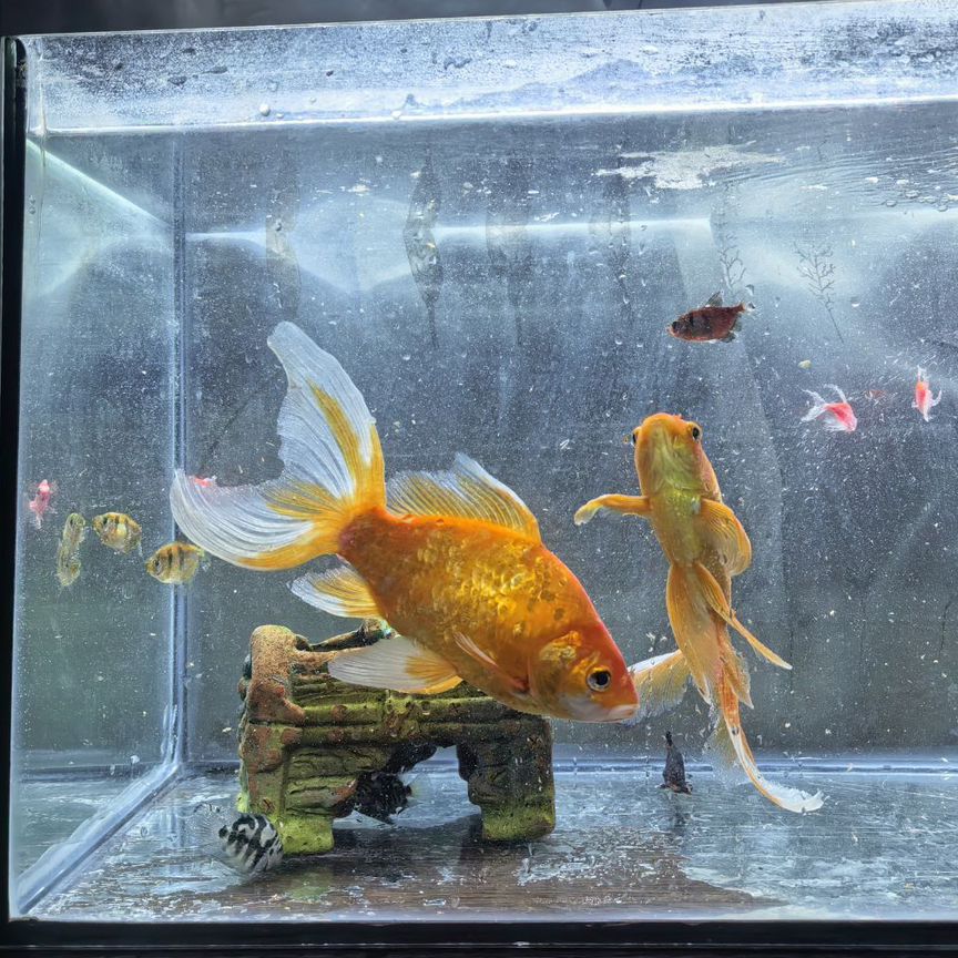 Продаю две золотые рыбки