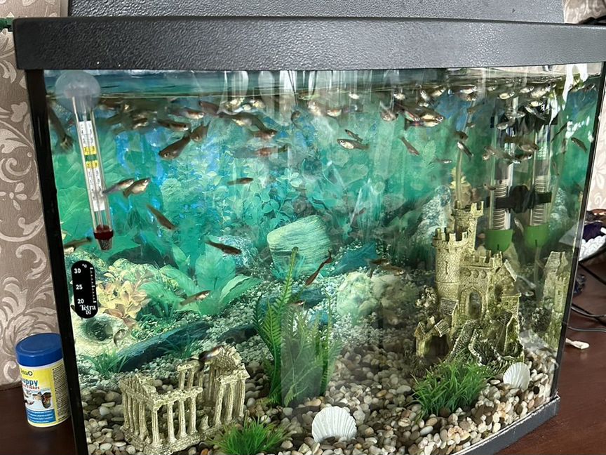 Аквариум с рыбками самовывоз