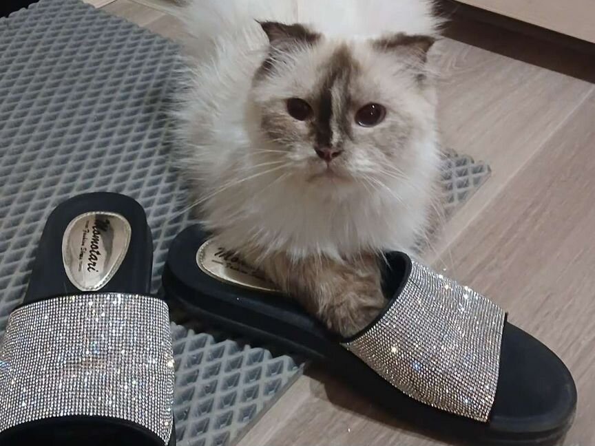 Котята в добрые руки бесплатно