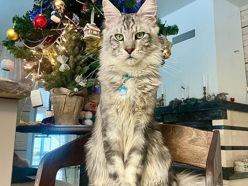 Котята Мейн-кун вязка