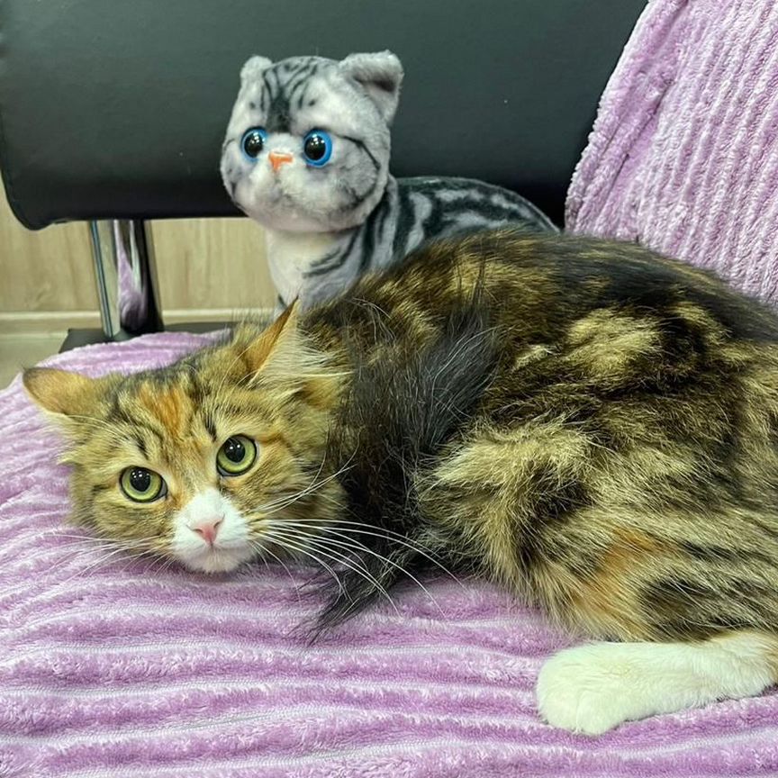 Кошечка в самые лучшие руки