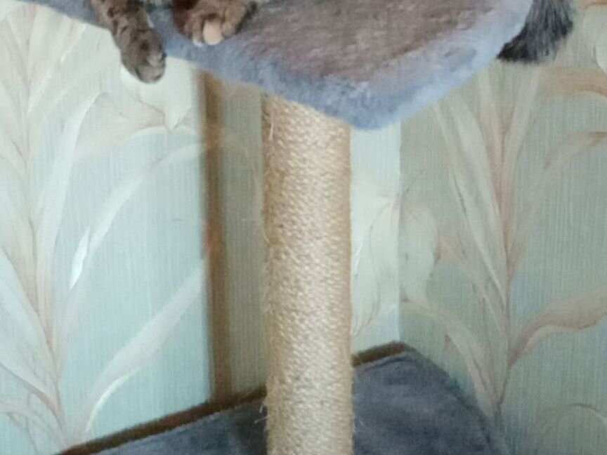 Продаётся шикарная кошечка