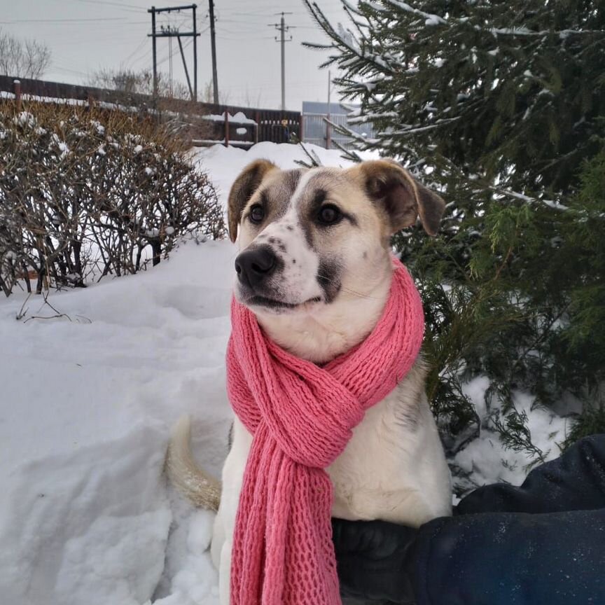 Белка 10 мес стерилизована с прививками доставка