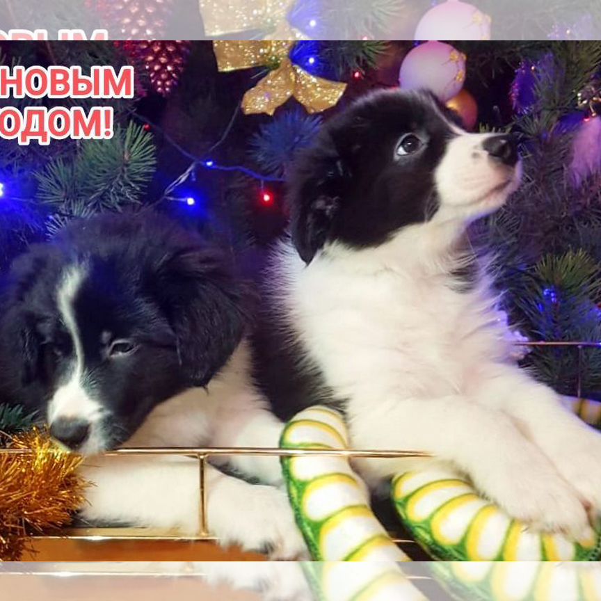 Щенята бк для семьи и знатока