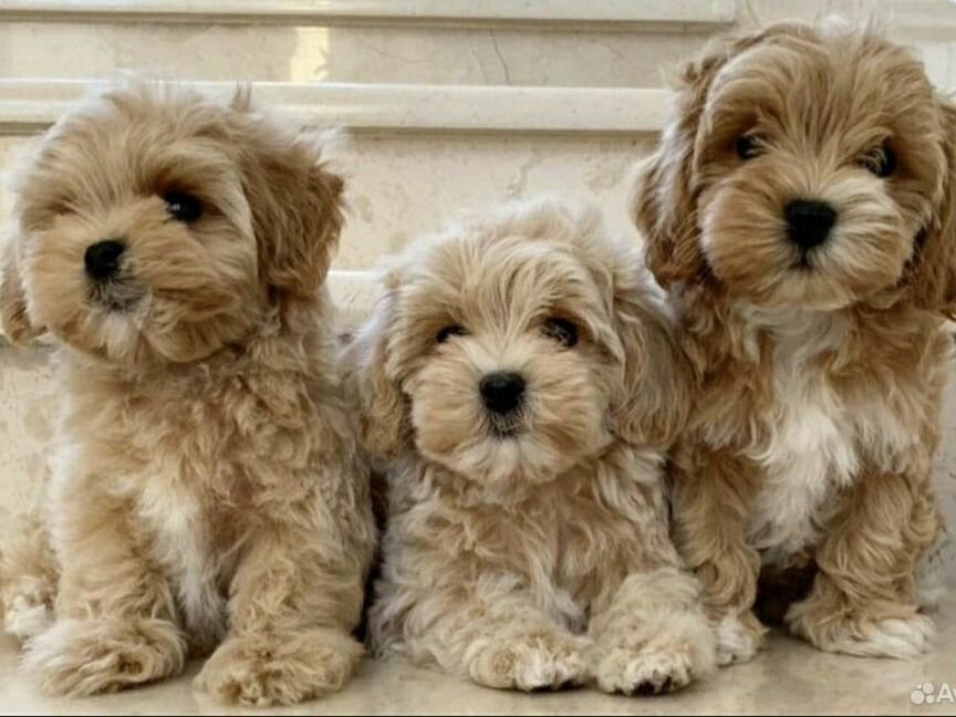 Собаки щенки мальтипу