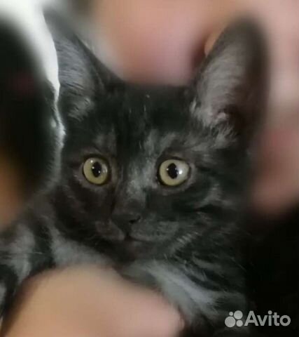Коты воительницы