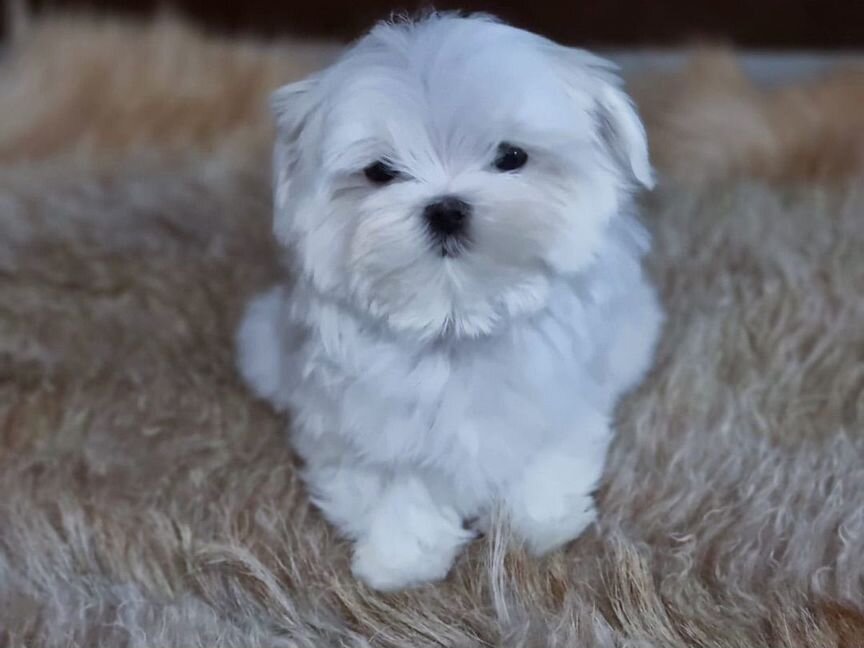 Щенки мальтезе