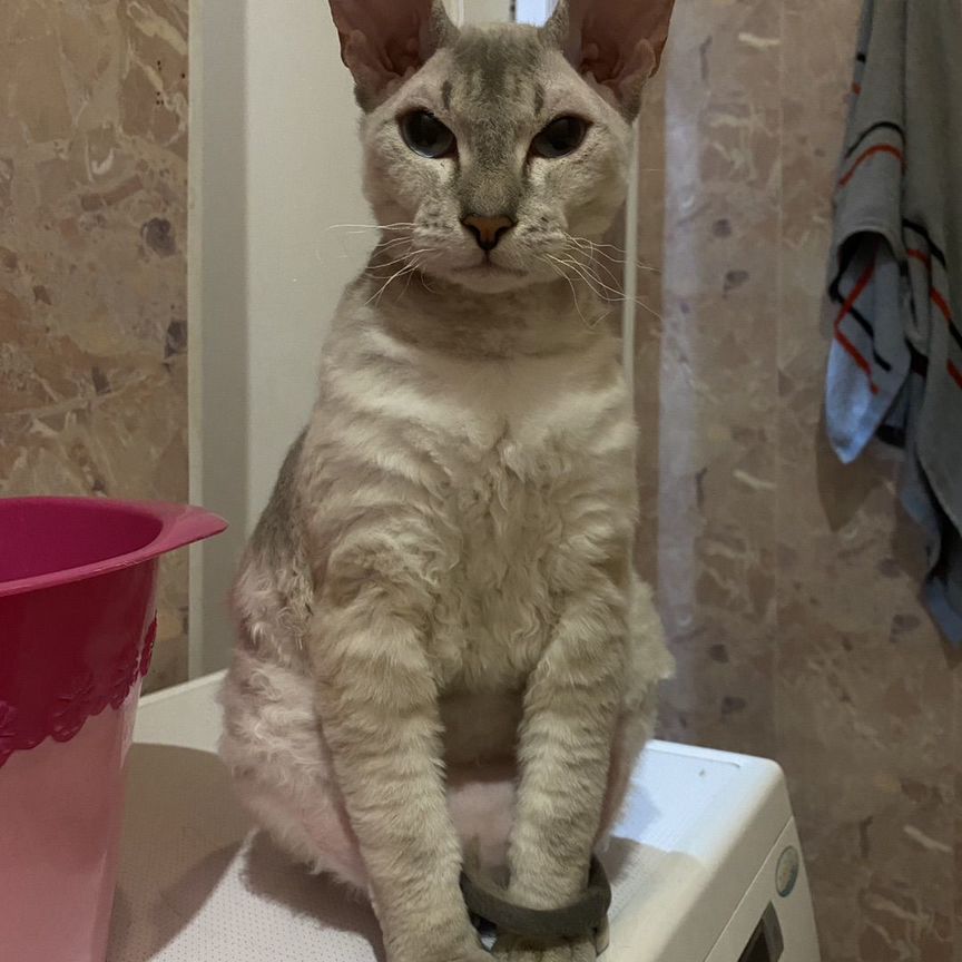 Кот сфинкс браш для вязки