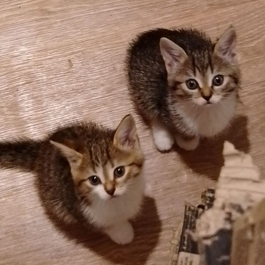 Котята в добрые руки