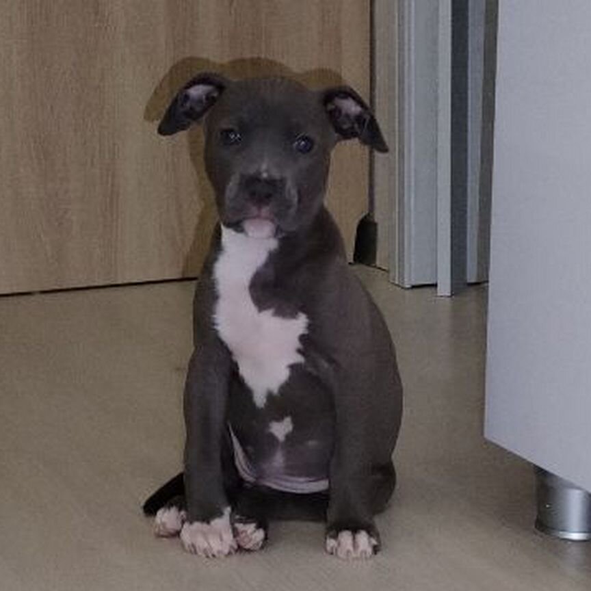 Американский стаффордширский терьер, щенок