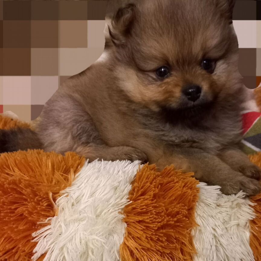 Померанский шпиц