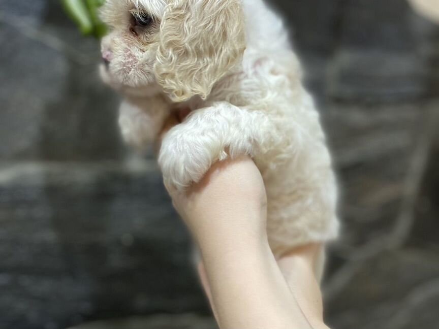 Американский кокер спаниель девочка