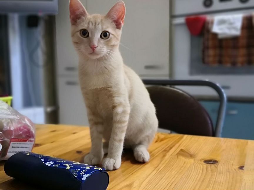 Котенок Клаус ищет дом