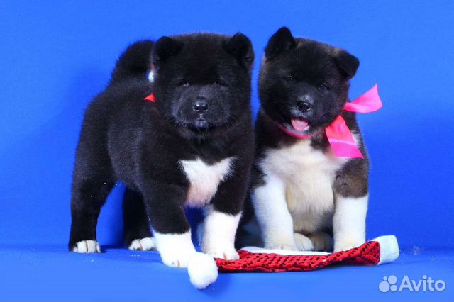 Американская Акита девочки