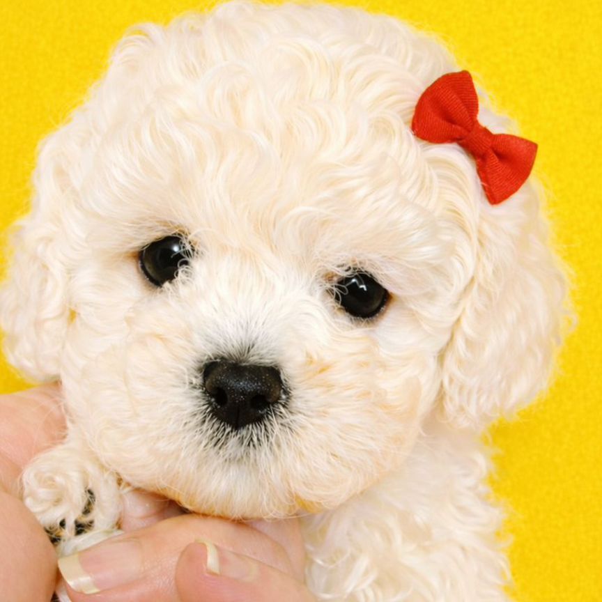 Мальтипу, щенок