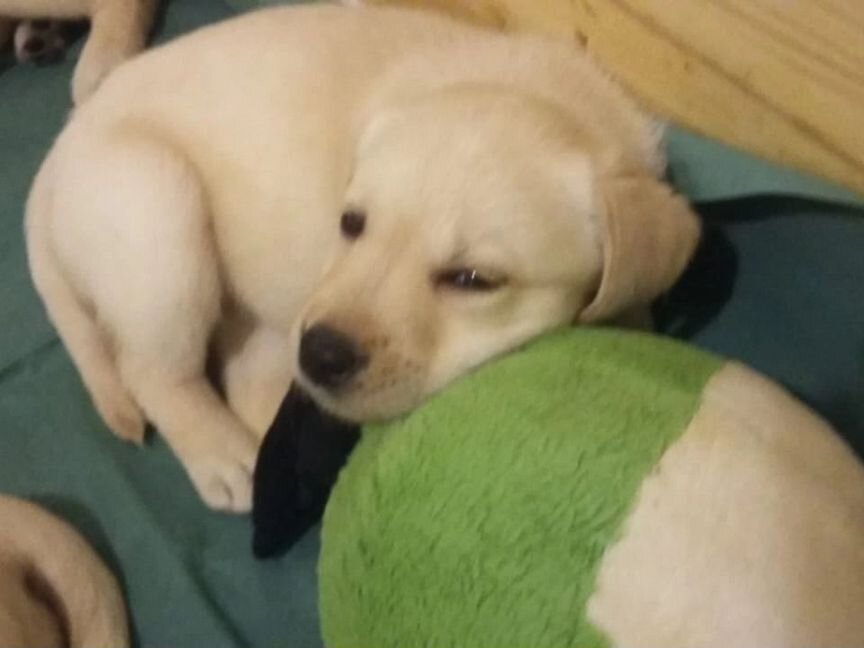 Щенки лабрадора