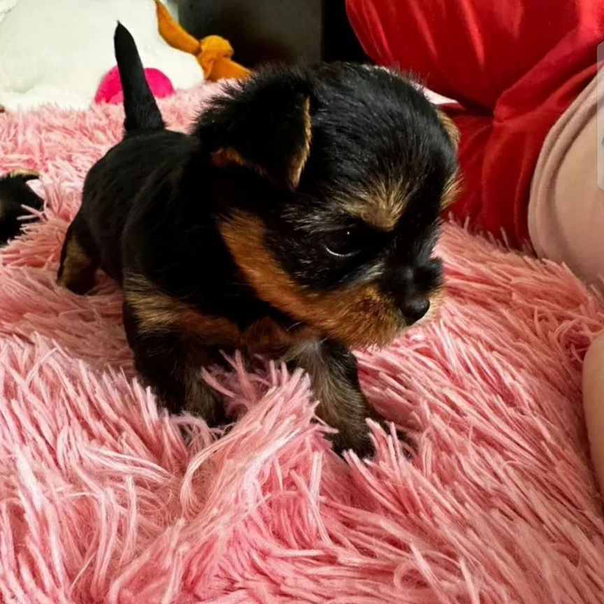 Йоркширский терьер мини беби фейс щенки