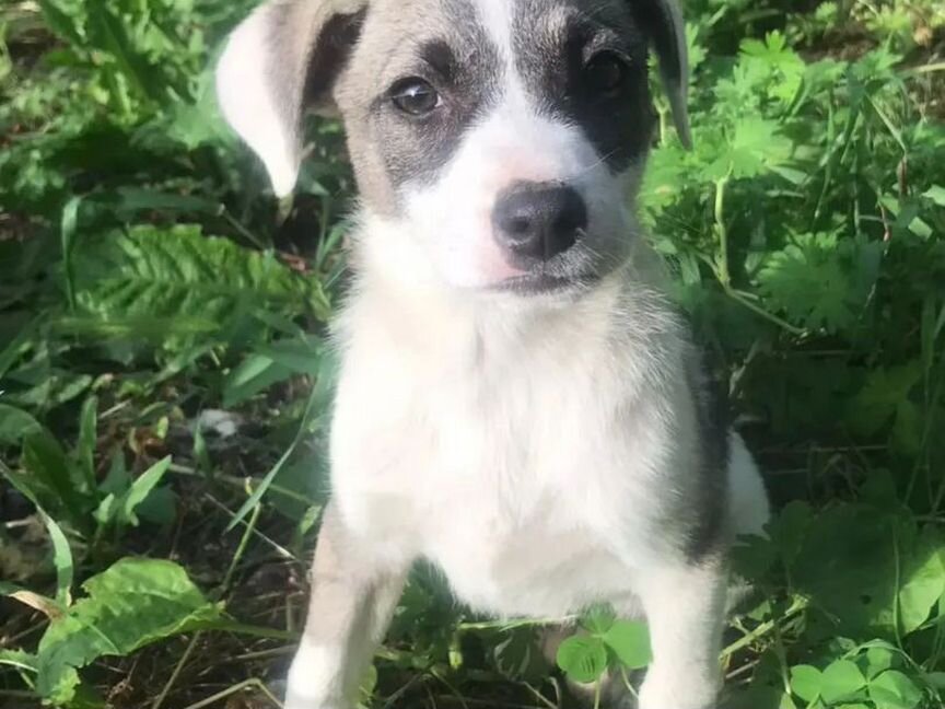 Щенок в добрые руки