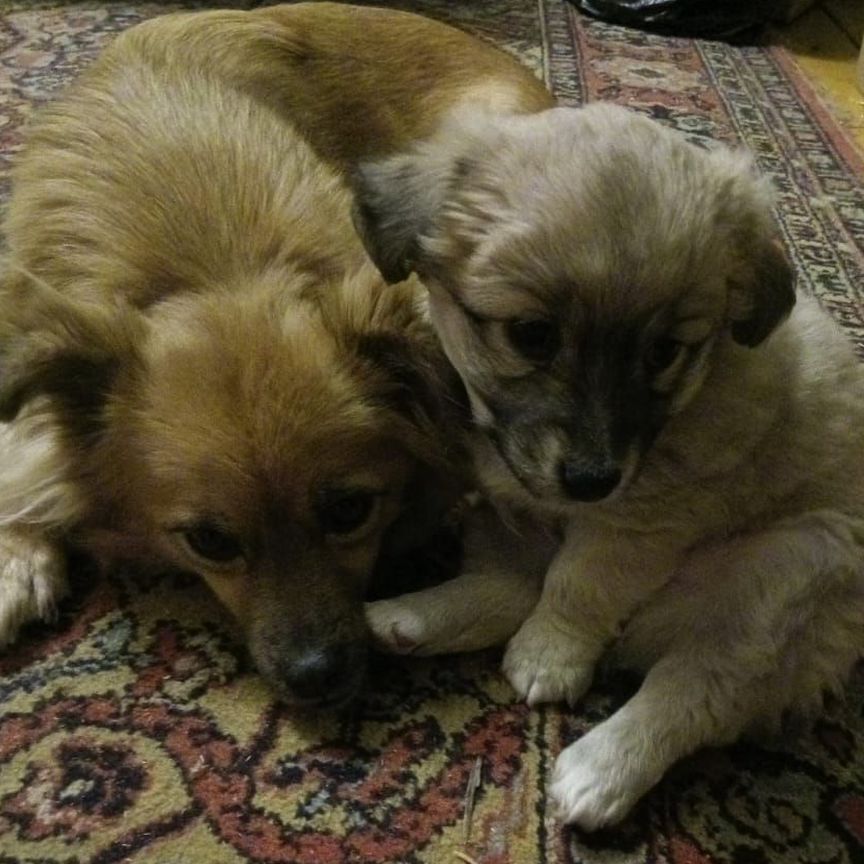 Щенок в добрые руки