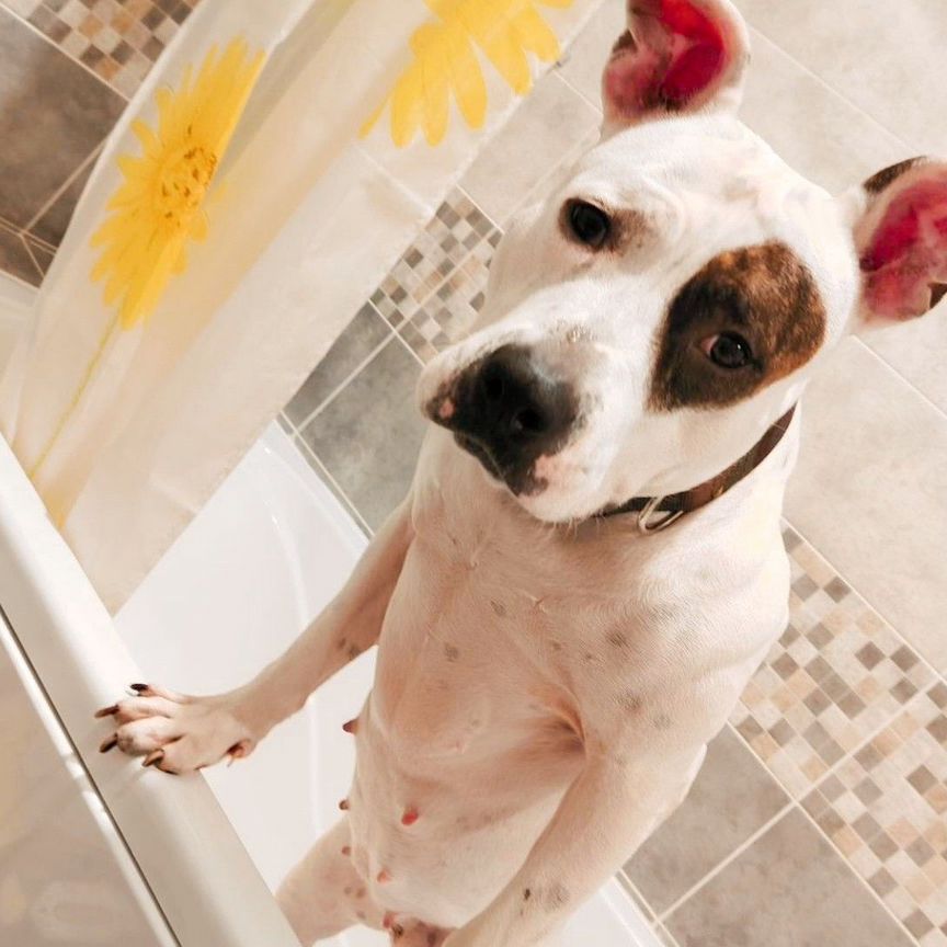 Собака в добрые руки