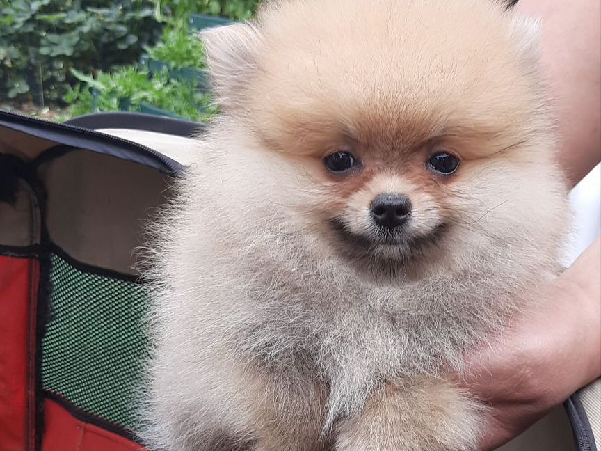 Щенки немецкого шпица