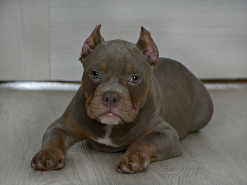 Мальчик американский були